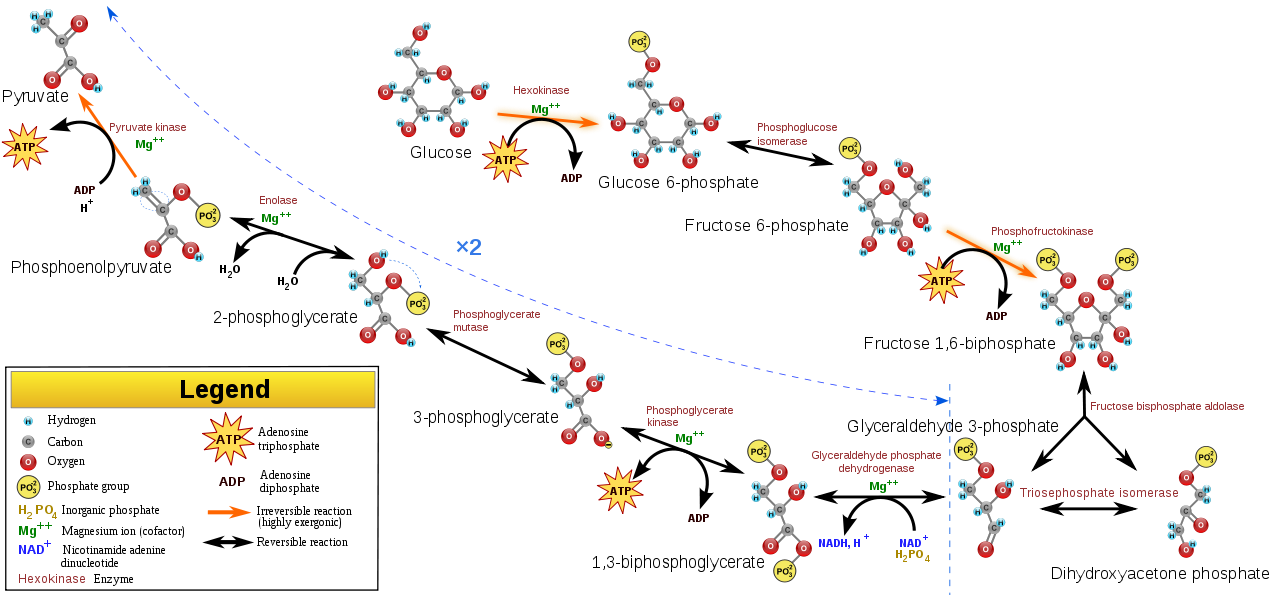 Glycolysis - What is glycolisis